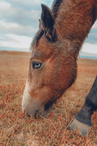 Horse poster & ghoda poster & animals POSTERS Waterproof Vinyl Sticker ...