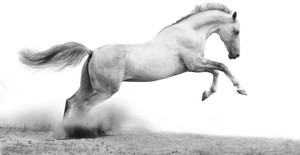 Horse poster & ghoda poster & animals POSTERS Waterproof Vinyl Sticker ...
