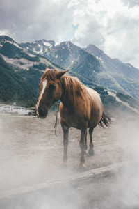 Horse poster & ghoda poster & animals POSTERS Waterproof Vinyl Sticker ...