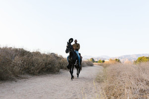 Horse poster & ghoda poster & animals POSTERS Waterproof Vinyl Sticker ...