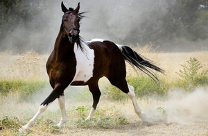 Horse poster & ghoda poster & animals POSTERS Waterproof Vinyl Sticker ...