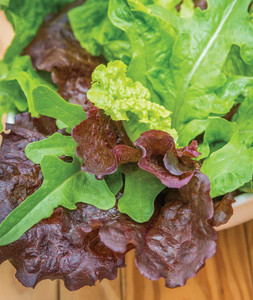 VibeX ® VMR-35 Heatwave Blend Lettuce Seeds Seed Price in India - Buy ...