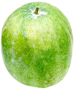 Paudha Ashgourd plant Seed Price in India - Buy Paudha Ashgourd plant ...