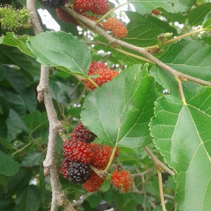 Cloud Farm Shahtoot/Mulberry Plant Price in India - Buy Cloud Farm ...