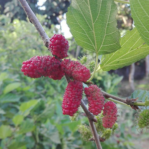 Cloud Farm Shahtoot/Mulberry Plant Price in India - Buy Cloud Farm ...