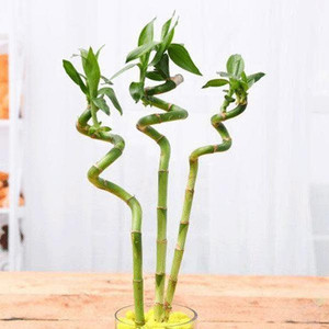 Root Bridges Lucky Bamboo Straight Stick Price in India - Buy Root ...