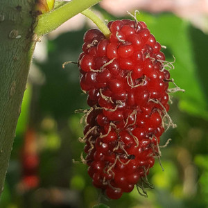 Cloud Farm Shahtoot/Mulberry Plant Price in India - Buy Cloud Farm ...
