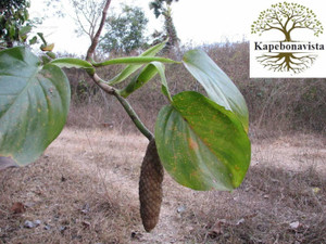 MAXKIA Gajapippali Meda Gwa Singraf living plant, it is a plant not a ...