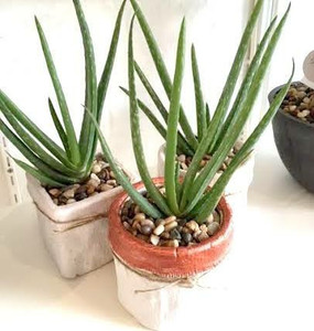 Rainbow Garden Aloe Vera Plant Price in India - Buy Rainbow Garden Aloe ...