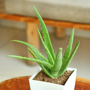 Rainbow Garden Aloe Vera Plant Price in India - Buy Rainbow Garden Aloe ...