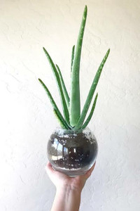 Rainbow Garden Aloe Vera Plant Price in India - Buy Rainbow Garden Aloe ...