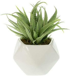 Rainbow Garden Aloe Vera Plant Price in India - Buy Rainbow Garden Aloe ...