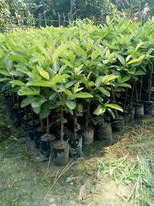 Fulmala Nursery Guava Plant Price in India - Buy Fulmala Nursery Guava ...