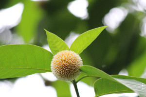 RhinoBells Kadam Plant Price in India - Buy RhinoBells Kadam Plant ...