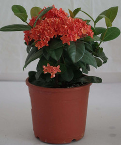 RhinoBells Ixora Mini Red Flowering Plant Price in India - Buy ...