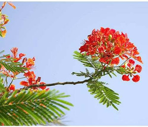 RhinoBells Gurmar Plant Price in India - Buy RhinoBells Gurmar Plant ...