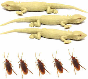 Hetkrishi Fake Cockroach 5 and Fake Lizard 3 Practical Jokes Prank Toys ...