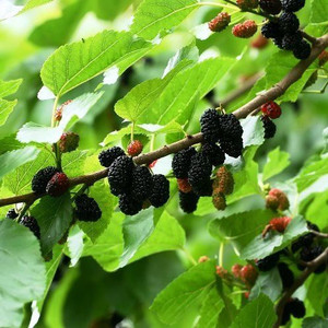 greenplanthub Shahtoot/Mulberry Plant Price in India - Buy ...