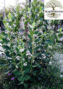Kapebonavista Rare Shwetharka Ganapathi Madar Plant, it is a plant not ...