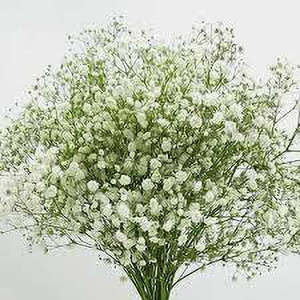 Paudha Gypsophila Flower Seed Price in India - Buy Paudha Gypsophila ...