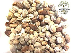 MAXKIA Bakain Phal Bakayan Phal 100g Seed Price in India - Buy MAXKIA ...