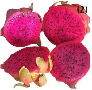 Aro Dragon Fruit, Pitaya Seed Price in India - Buy Aro Dragon Fruit ...