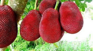 Cloud Farm Jackfruit Plant Price in India - Buy Cloud Farm Jackfruit ...