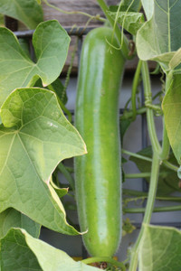 UGRA Bottle Gourd (Long Melon/Kaddu) Seed Price in India - Buy UGRA ...