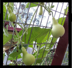 UGRA Round Bottle Gourd, Ghiya Seed Price in India - Buy UGRA Round ...