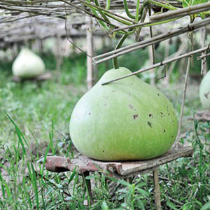 UGRA Round Bottle Gourd, Ghiya Seed Price in India - Buy UGRA Round ...