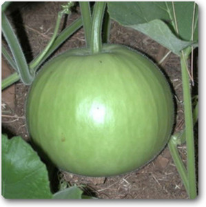 UGRA Round Bottle Gourd, Ghiya Seed Price in India - Buy UGRA Round ...