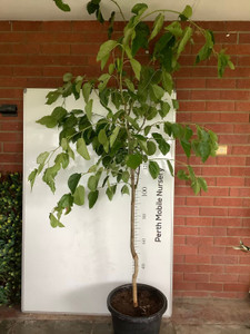 greenplanthub Shahtoot/Mulberry Plant Price in India - Buy ...