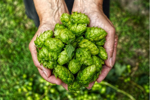 Earth Hopper 20 Pcs- European Hop Tree Organic Seeds- Hop Shoot Seed ...