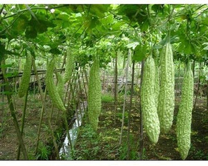 KANAYA Bitter Gourd/Karela/Bitter Melon Gardening vegetable Seed Price ...