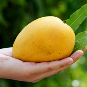 Exotica Dudhiya Malda Mango Plant Price in India - Buy Exotica Dudhiya ...