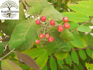 MAXKIA patala garuda 3 months old sapling plants, it is a plant not a ...