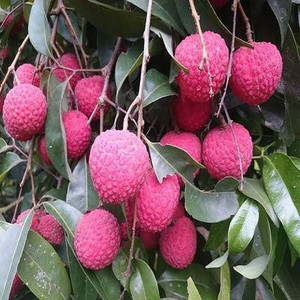PlantQuipo Litchi Plant Price in India - Buy PlantQuipo Litchi Plant ...
