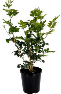 Amazing Gurden Madhu Kamini Plant Price in India - Buy Amazing Gurden ...