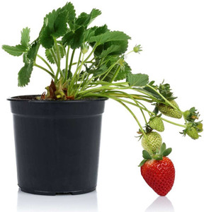Amazing Gurden Strawberry Plant Price in India - Buy Amazing Gurden ...