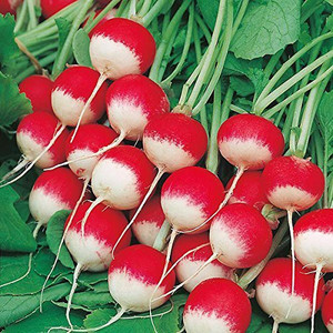 Open Garden Radish Half Red Round Hybrid Seeds for Pot planting (80 ...