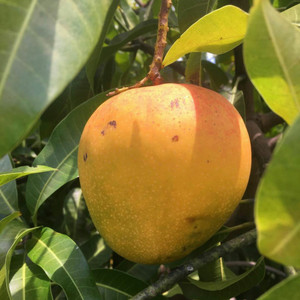 Exotica Graham Mango Plant Price in India - Buy Exotica Graham Mango ...