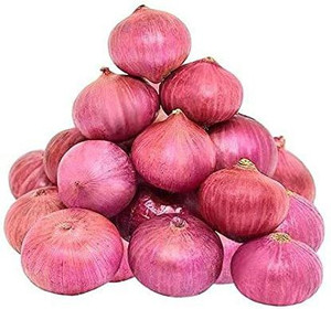 WILLVINE PUSA-1514 Onion Seeds Peeli Patti (Light Red)-1500 Seeds Seed ...