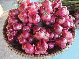 MKR Enterprises Pyaaj Seed Price in India - Buy MKR Enterprises Pyaaj ...