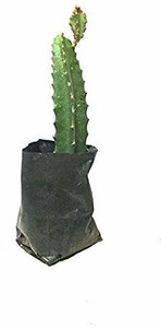 Mohomaya Dragon Tree Price in India - Buy Mohomaya Dragon Tree online ...