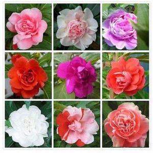 CYBEXIS Balsam Rose Flower Seeds Mix Colour Seed Price in India - Buy ...