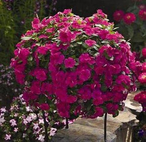 CYBEXIS VINCA ROSEA TRAILING STRAWBERRY FLOWER SEEDS Seed Price in ...