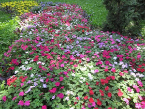 VibeX ATS-16 - IMPATIENS WALLERIANA-CHINESE BALSAM-PLANT - (90 Seeds ...