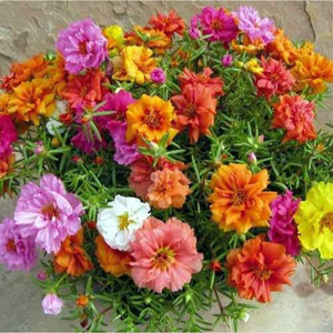 ACCELCROP Kulfa, Kulpha, Khurfa, Purslane, Portulaca Oleracea Plant ...
