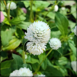 WILLVINE GUA-65 Gomphrena White Flower Seeds / Gomphrena globosa ...