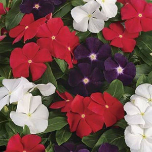 Lorvox VINCA ROSEA TRAILING STRAWBERRY FLOWER Seed Price in India - Buy ...